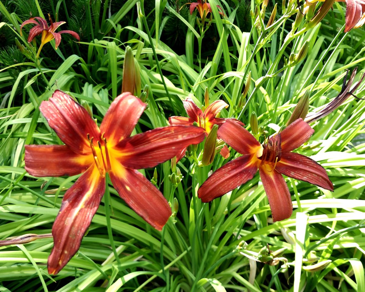 A must have summer plant: Hemerocallis-Daylily - Grow a Green